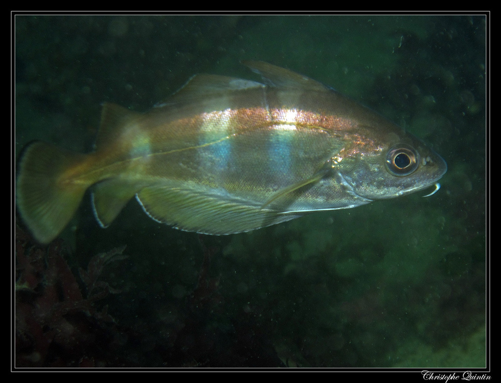 Pouting (Trisopterus luscus) - Marine Life Identification