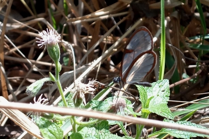 Clearwings and Tigerwings from Bela Vista, Rio Claro - SP, Brasil on ...