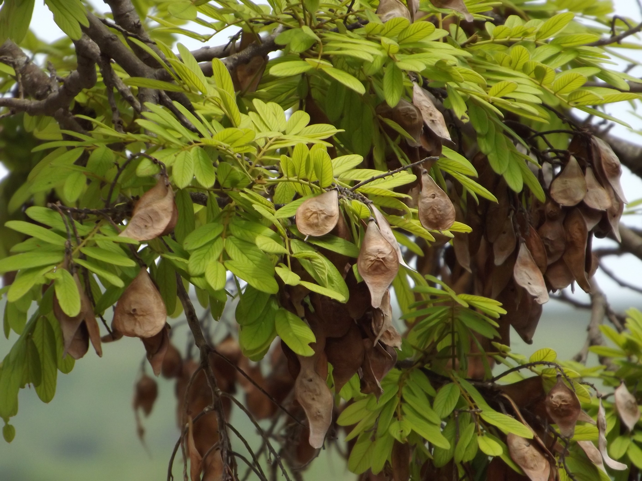 Lonchocarpus rugosus Benth.