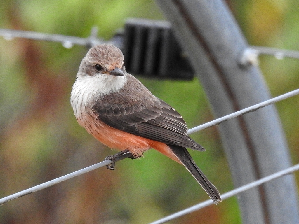 Vermilion Flycatcher (Mojave River Wildlife) · iNaturalist