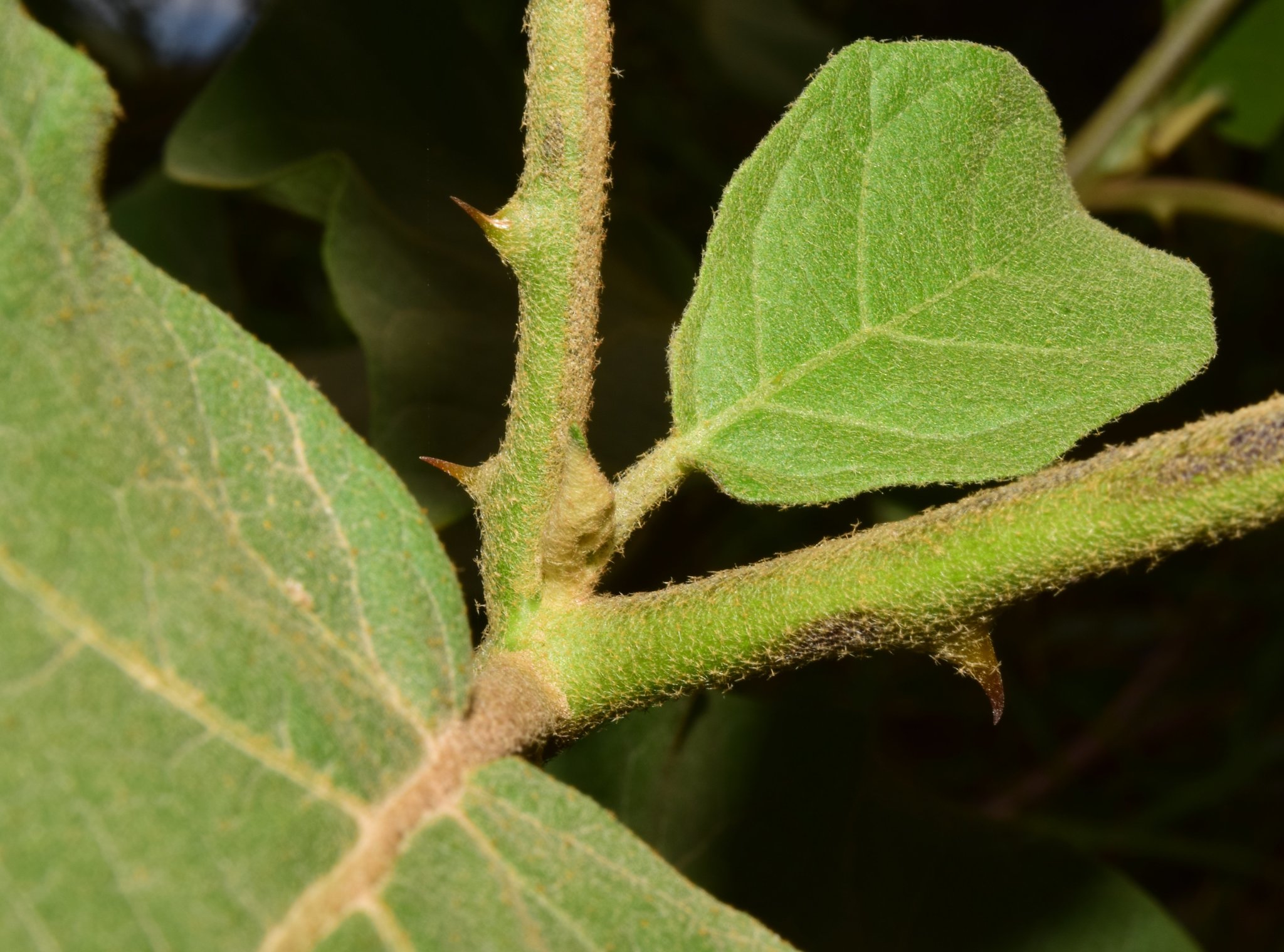 Solanum rudepannum Dunal