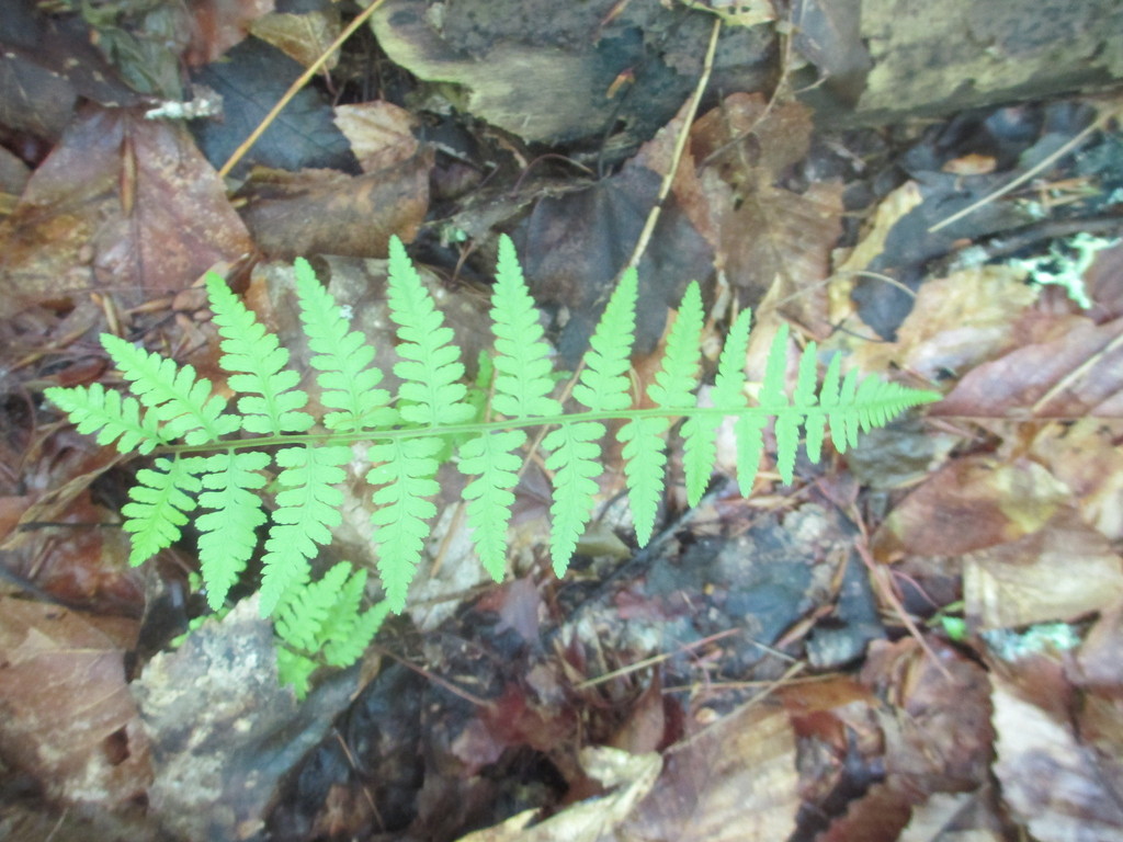 lady fern from Wesley Woods Rd. on May 11, 2014 by Matt Rung · iNaturalist