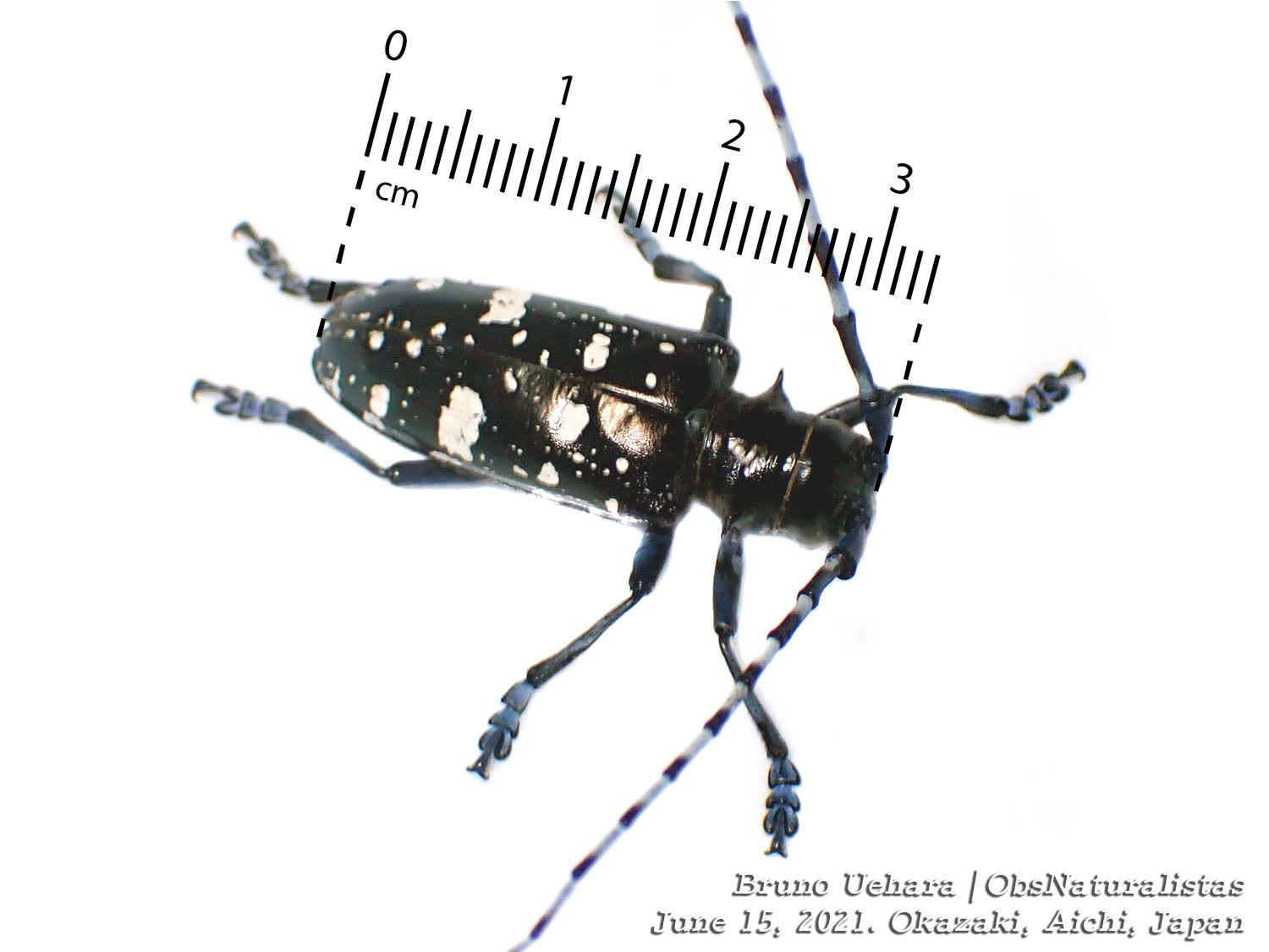 Japanese Long Horned Beetle