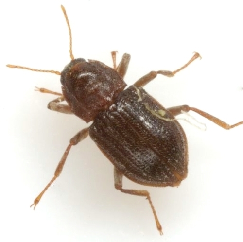 Heterelmis vulnerata · iNaturalist