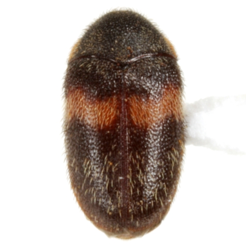 Trogoderma primum · iNaturalist