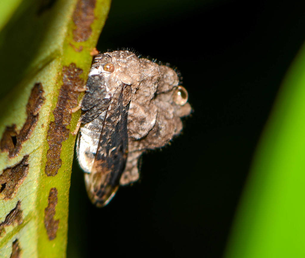 Cladonota siparuna from Nueva Loja, Ecuador on June 07, 2021 at 04:02 ...