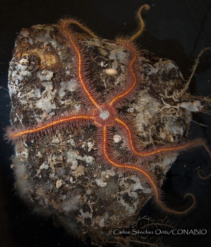 Ophiothrix galapagensis · iNaturalist