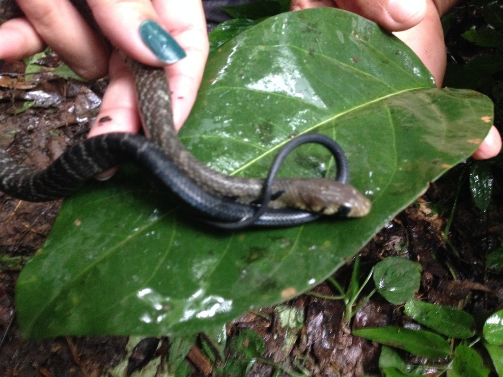 Central American Indigo Snake from Catacamas, Honduras on July 12, 2016 ...