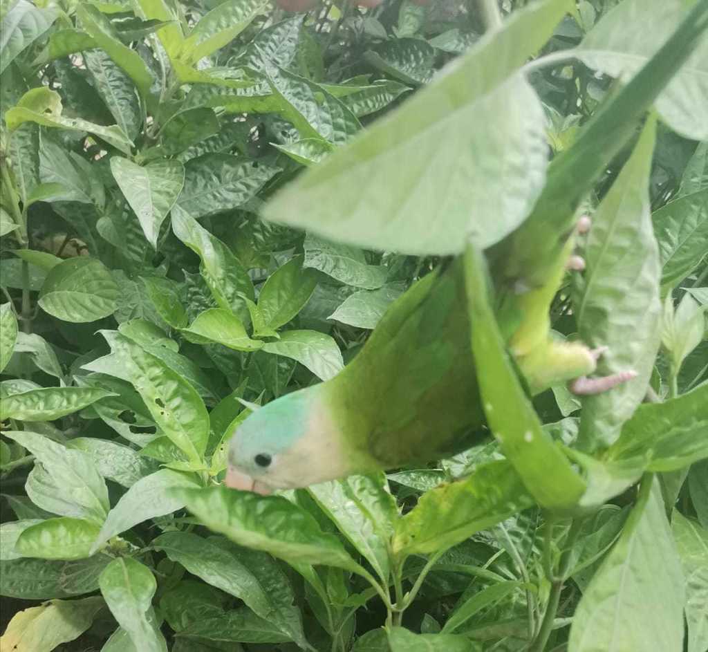 Gray-cheeked Parakeet in June 2021 by jurikochoez · iNaturalist