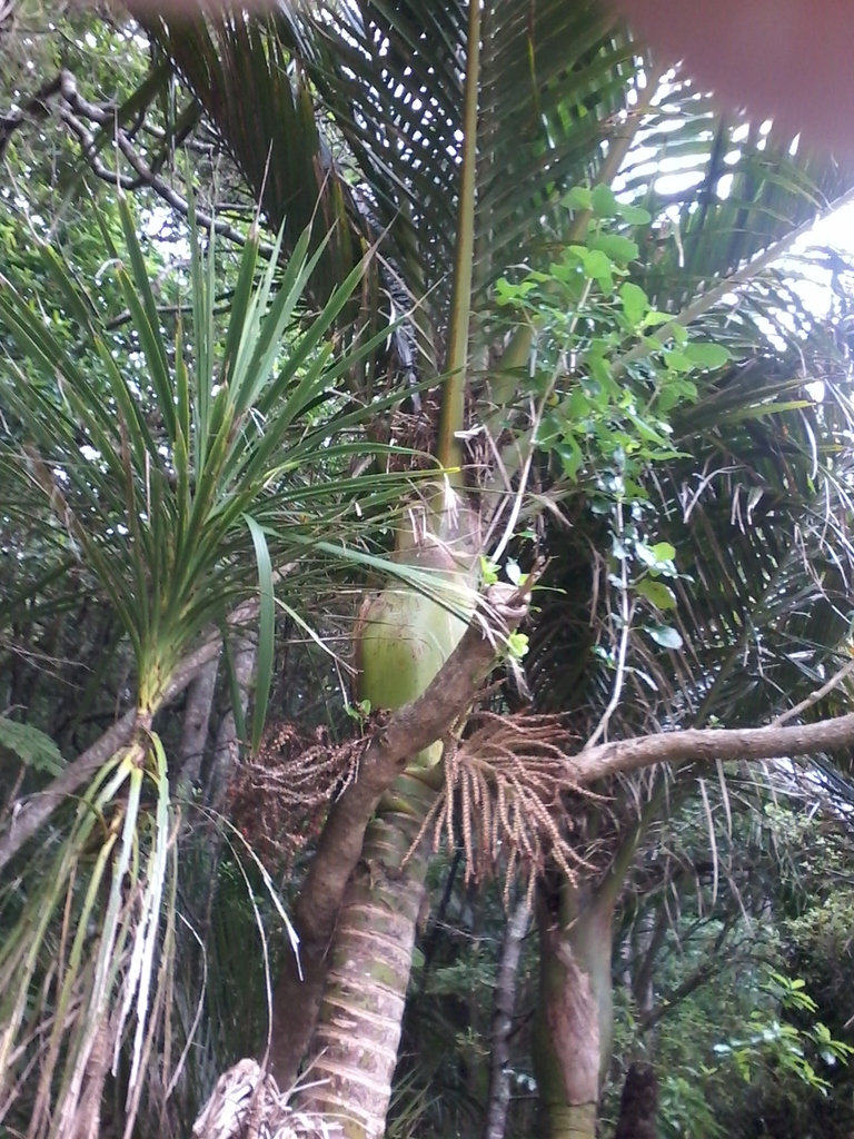 Nīkau palm from Okura, Auckland on November 22, 2014 at 09:34 AM by ...