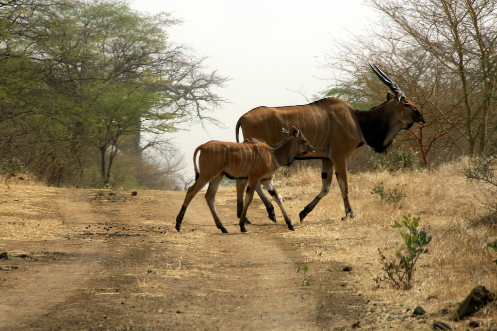 Giant Eland (Tragelaphus derbianus) - Know Your Mammals