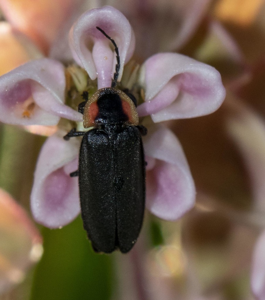 Pyropyga from Centerville, OH, USA on June 14, 2021 at 07:36 PM by ...