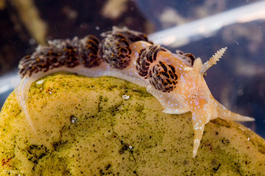 Ornate facelinid (Nudibranchs of Coogee beach and surrounds) · iNaturalist