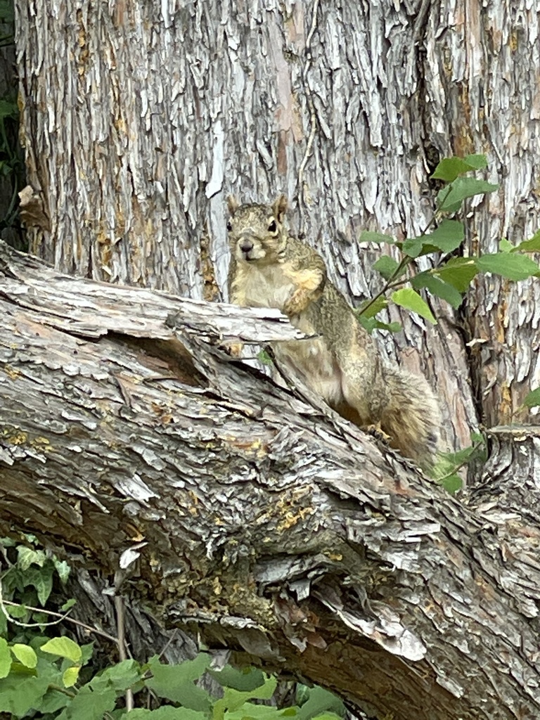 Fox Squirrel from SE 125th Ave, Portland, OR, US on June 15, 2021 at 02 ...