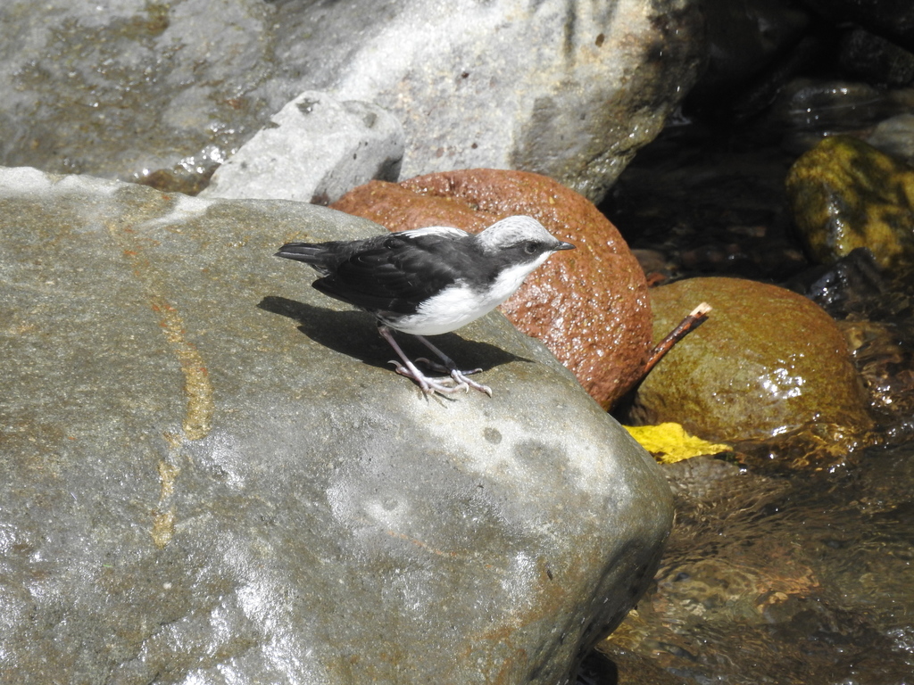 White-capped Dipper from Unnamed Road, Ecuador on March 25, 2019 at 11: ...