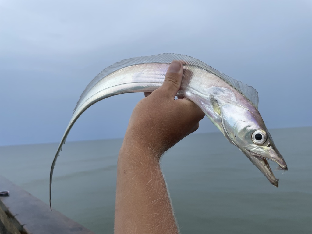Largehead Hairtail (Trichiurus lepturus) - Marine Life Identification