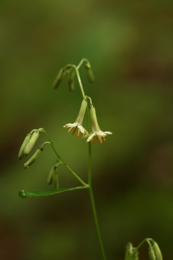 tall rattlesnake root (Nabalus altissimus) - Botanical Realm