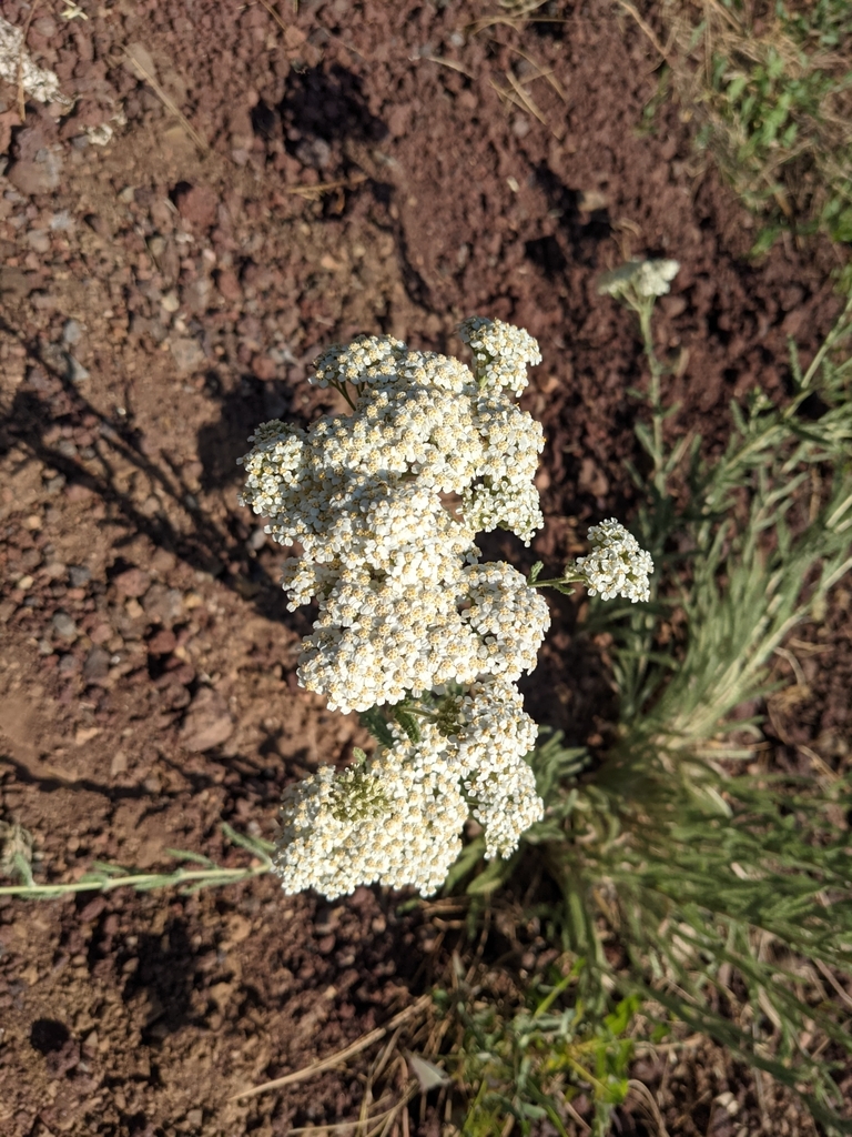 common yarrow from Flagstaff, AZ 86038, USA on June 14, 2021 at 07:36 ...