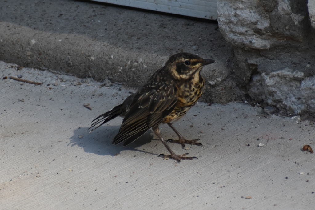 American Robin from Kansas City on June 15, 2021 at 05:32 PM by gweech ...