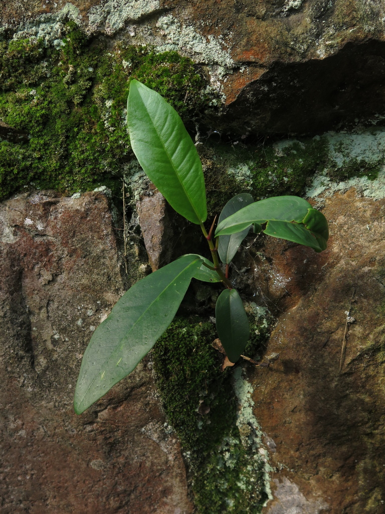 West Indian Laurel Fig from La Gran Via, Bogotá, Bogota, Colombia on ...