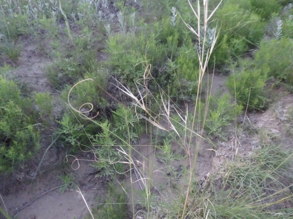Needle-and-thread Grass from Scott County, KS, USA on June 12, 2021 at ...