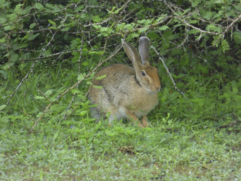 Indian Hare (Lepus nigricollis) - Know Your Mammals