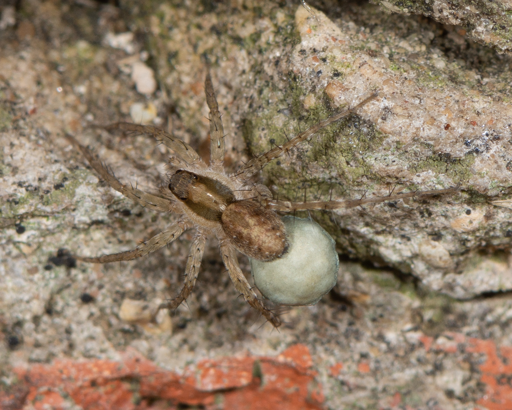 Thin-legged Wolf Spiders in July 2020 by Tracey Fandre · iNaturalist