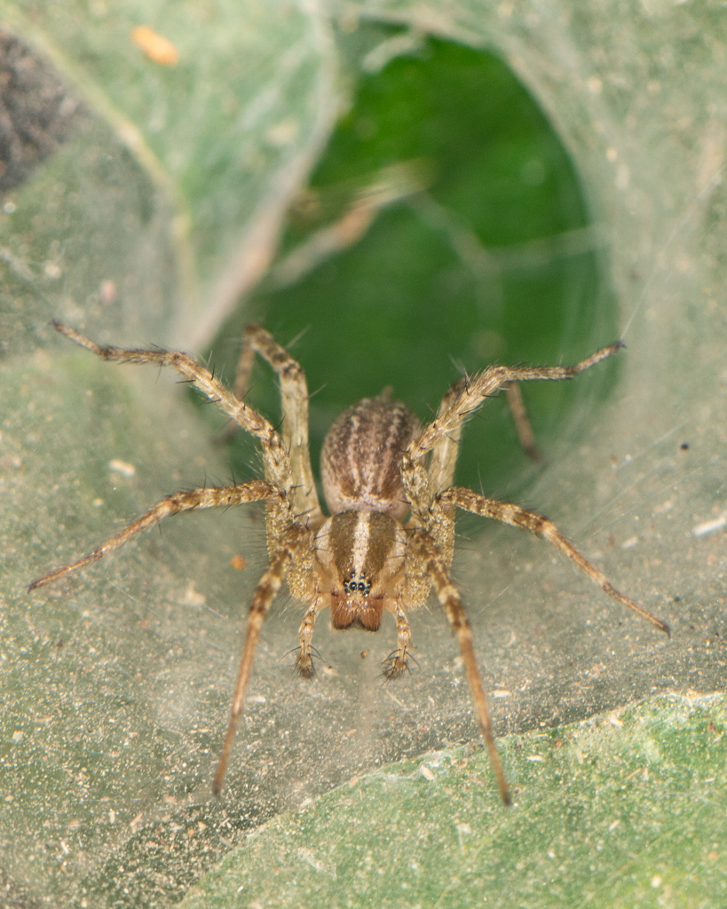 Grass Spiders in July 2020 by Tracey Fandre · iNaturalist