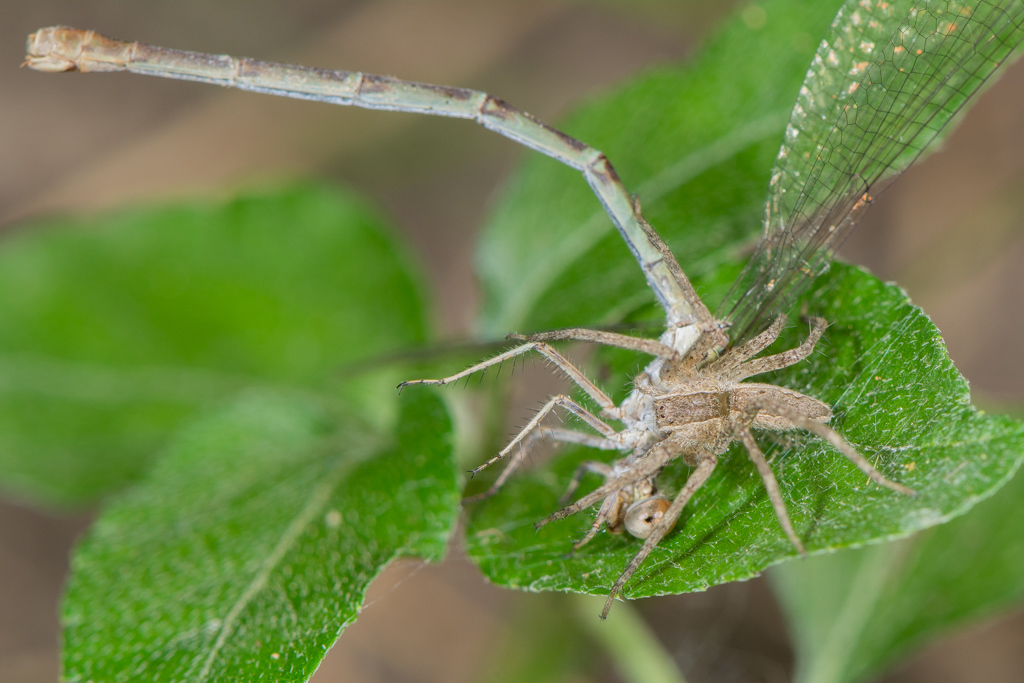 American Nursery Web Spider in July 2020 by Tracey Fandre · iNaturalist