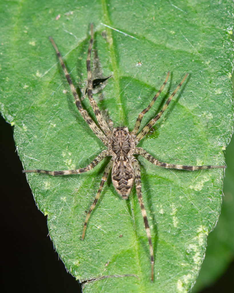 Dark Fishing Spider in July 2020 by Tracey Fandre · iNaturalist
