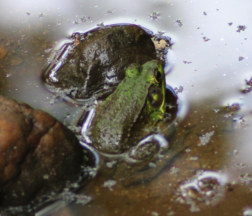 Green Frog from Parkton, MD 21120, USA on June 15, 2021 at 02:38 PM by ...