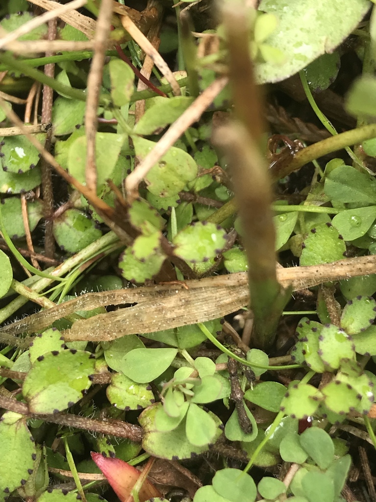 Gratiola concinna in February 2018 by hjcjim · iNaturalist