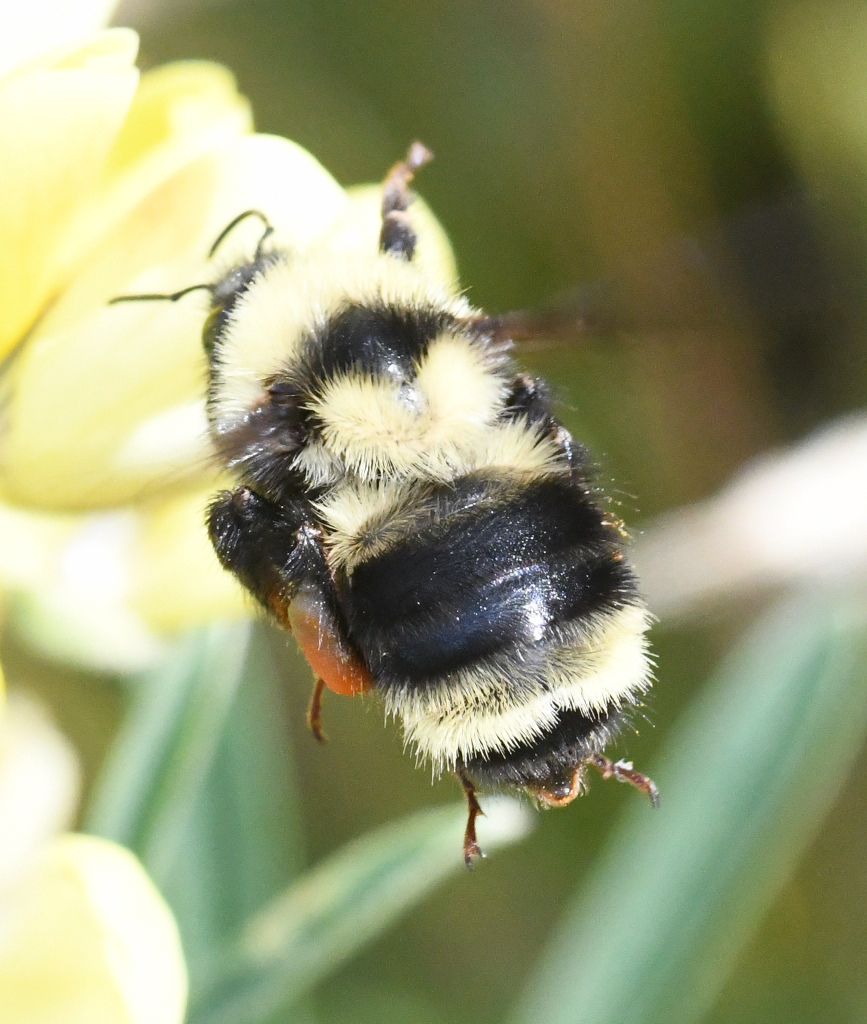 California Bumble Bee (Garden Bees of Portland) · iNaturalist