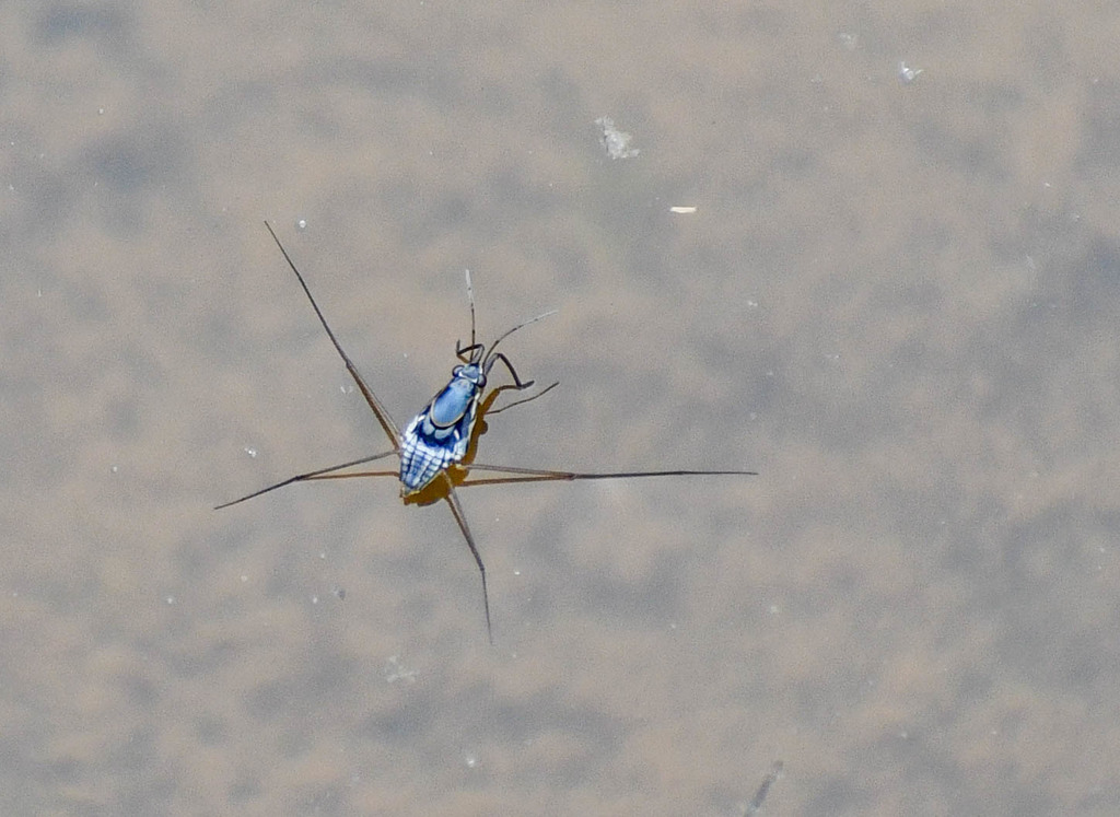 Neogerris from Nueva Loja, Ecuador on June 8, 2021 at 03:29 PM by David ...