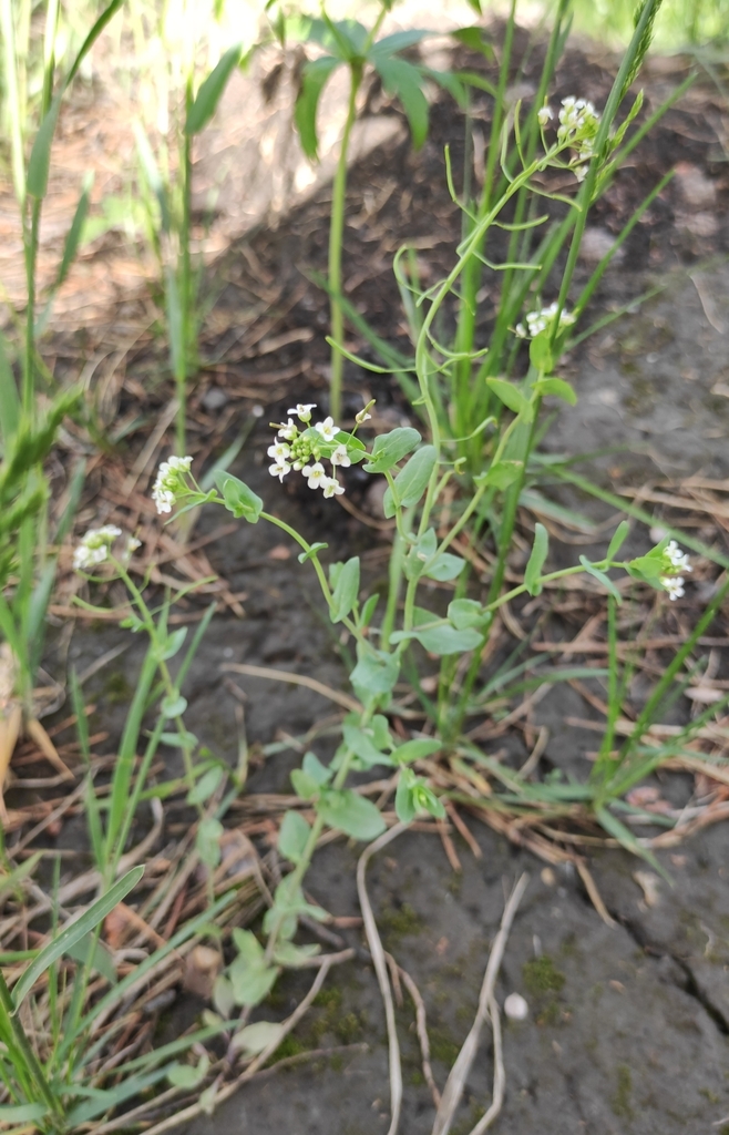 Saltwater Cress from Иркутская обл., Россия, 665816 on June 13, 2021 at ...