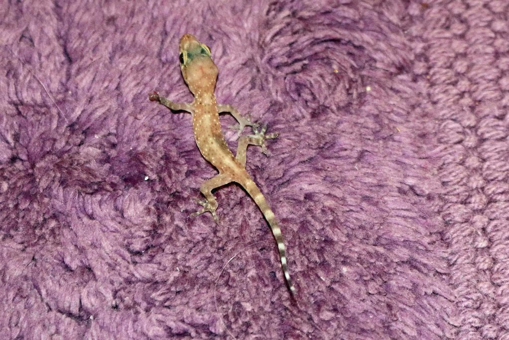 Mediterranean House Gecko from Green Valley, AZ, USA on January 19 ...
