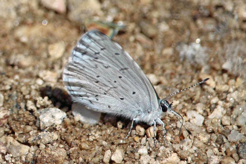 Echo Azure from Pima Canyon Trail, Arizona 85718, USA on March 24, 2015 ...