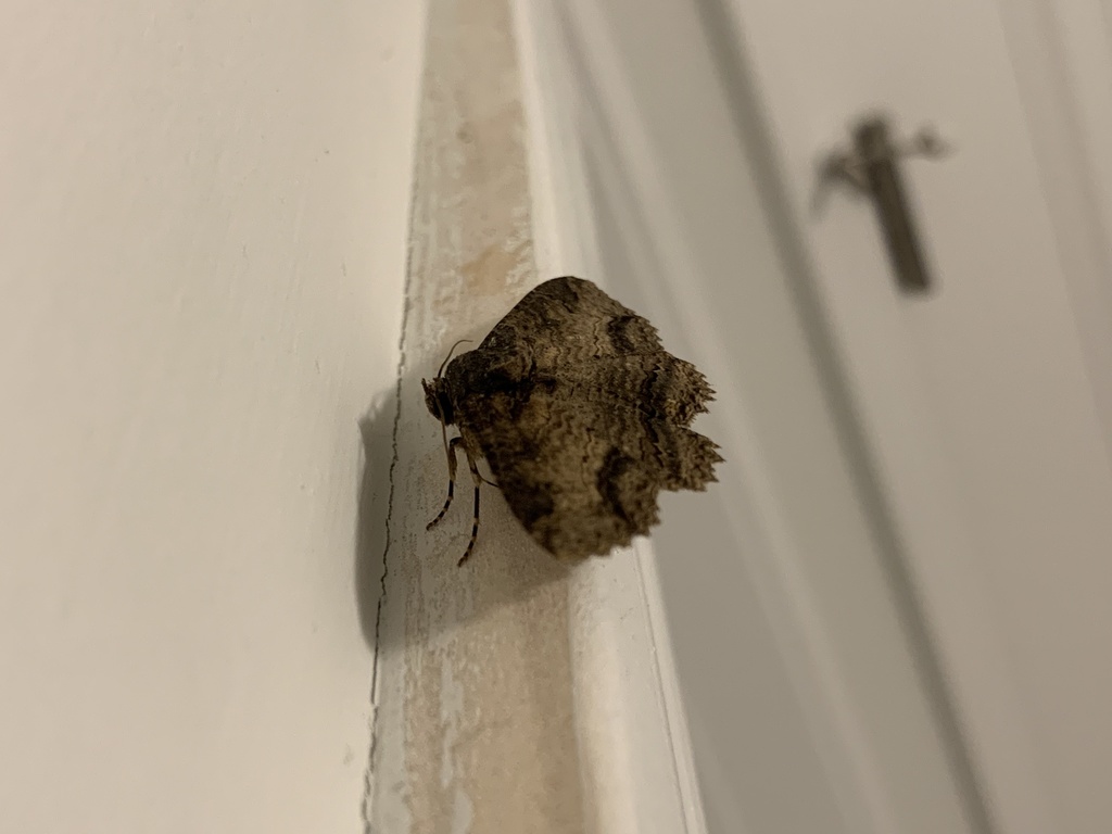Lunate Zale Moth from Avendale Dr, Rocky Point, NC, US on June 15, 2021 ...