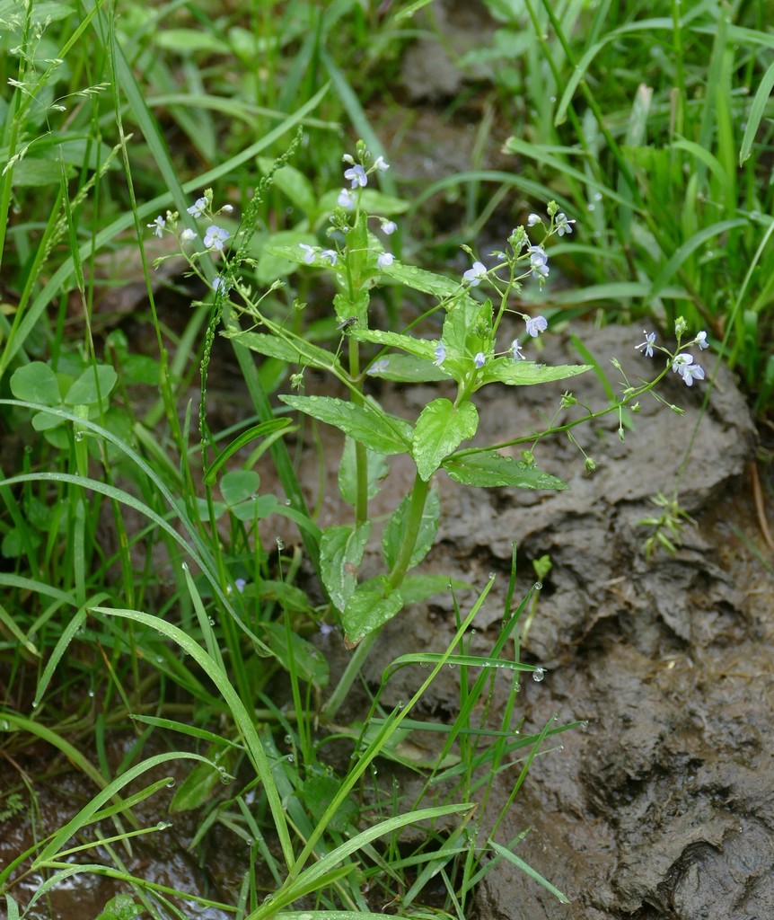 American brooklime in June 2021 by rbartgis · iNaturalist
