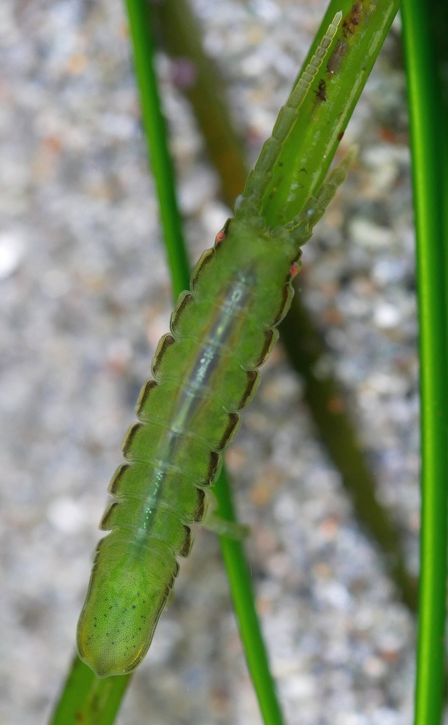 Pentidotea montereyensis (PNW Isopods) · iNaturalist