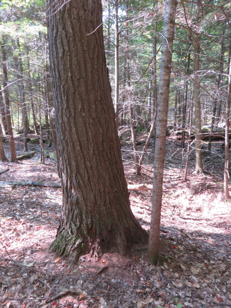 eastern hemlock from Lanark, CA-ON, CA on September 17, 2017 at 01:00 ...