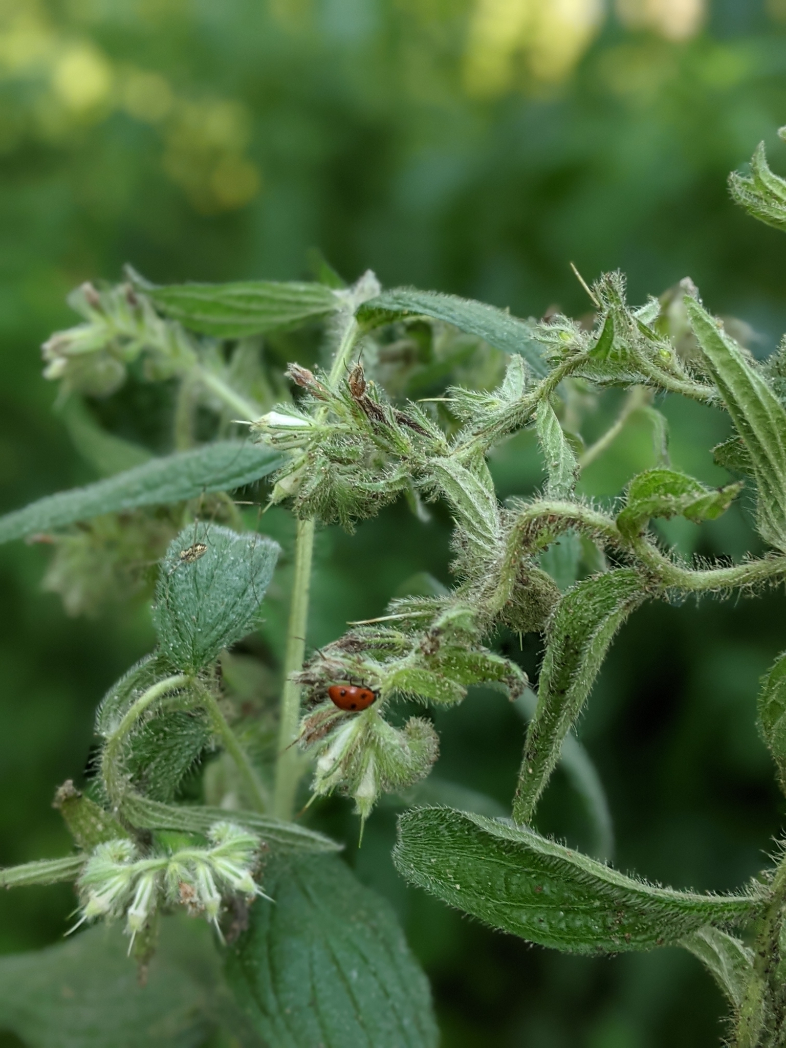 Lithospermum parviflorum Weakley, Witsell & D.Estes