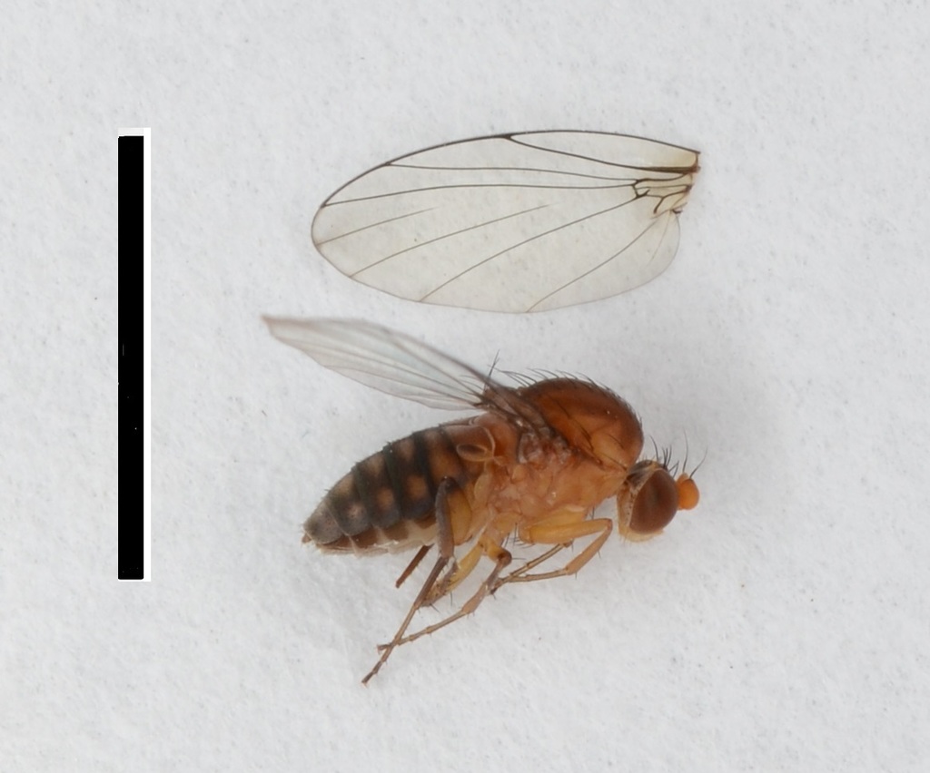 Humpbacked Flies (Diptera Families in southern Africa) · iNaturalist