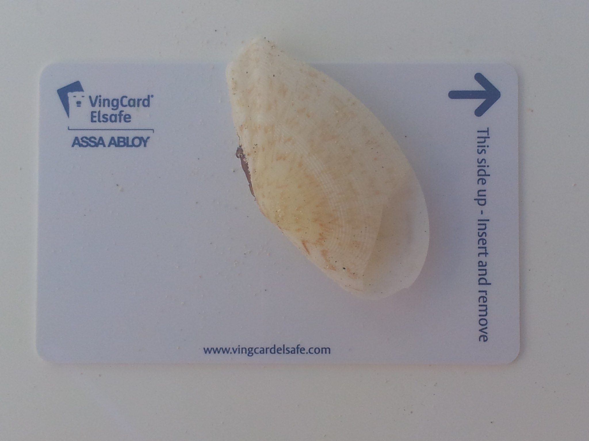 Tellinella listeri (Röding, 1798)