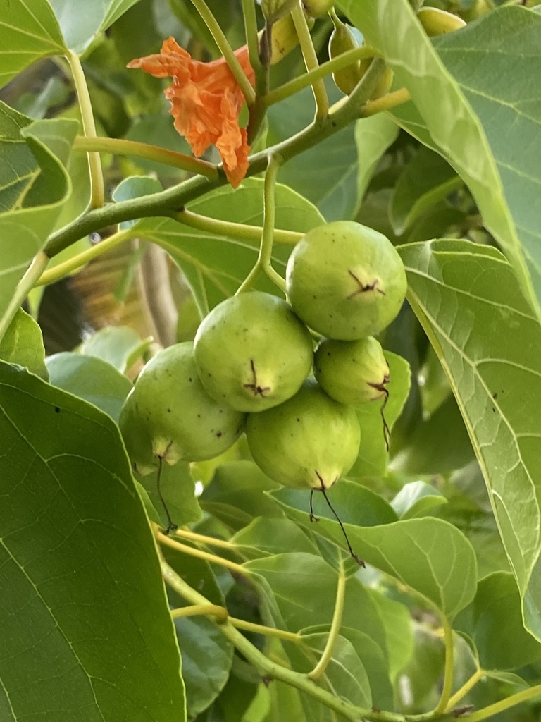 Kerosene Tree (Cordia subcordata) - Botanical Realm