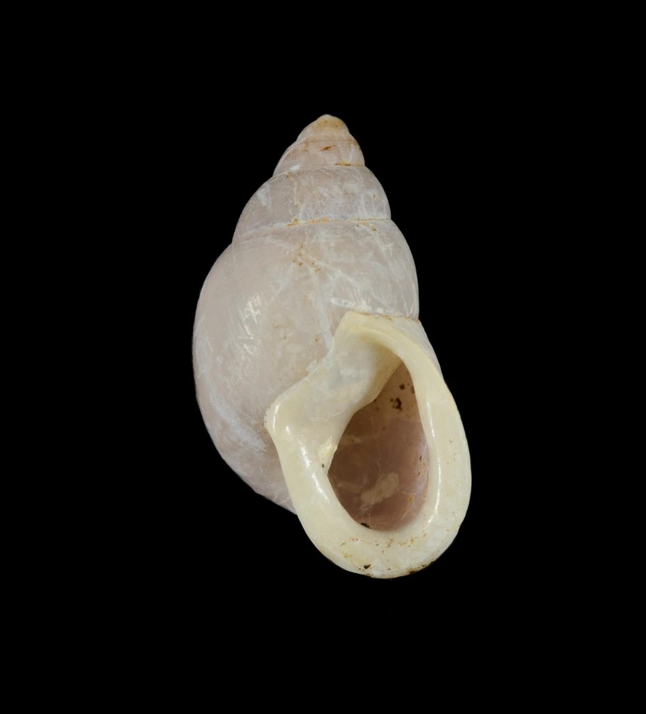 Partula salifana in August 2013 by Alexander M. Kerr. Empty shell in ...