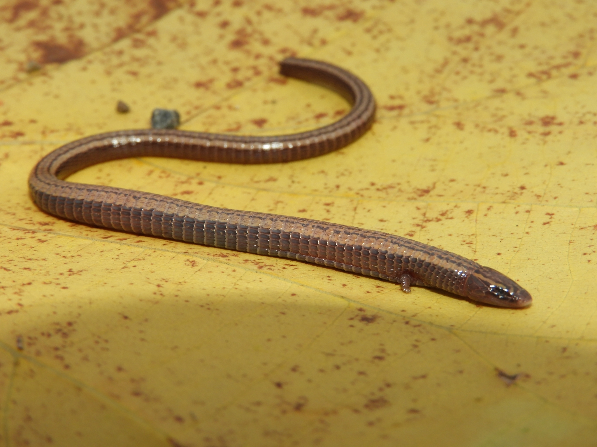 Bachia bicolor (Cope, 1896)