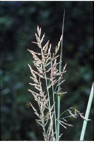 Munro grass (Panicum rigidulum) · iNaturalist