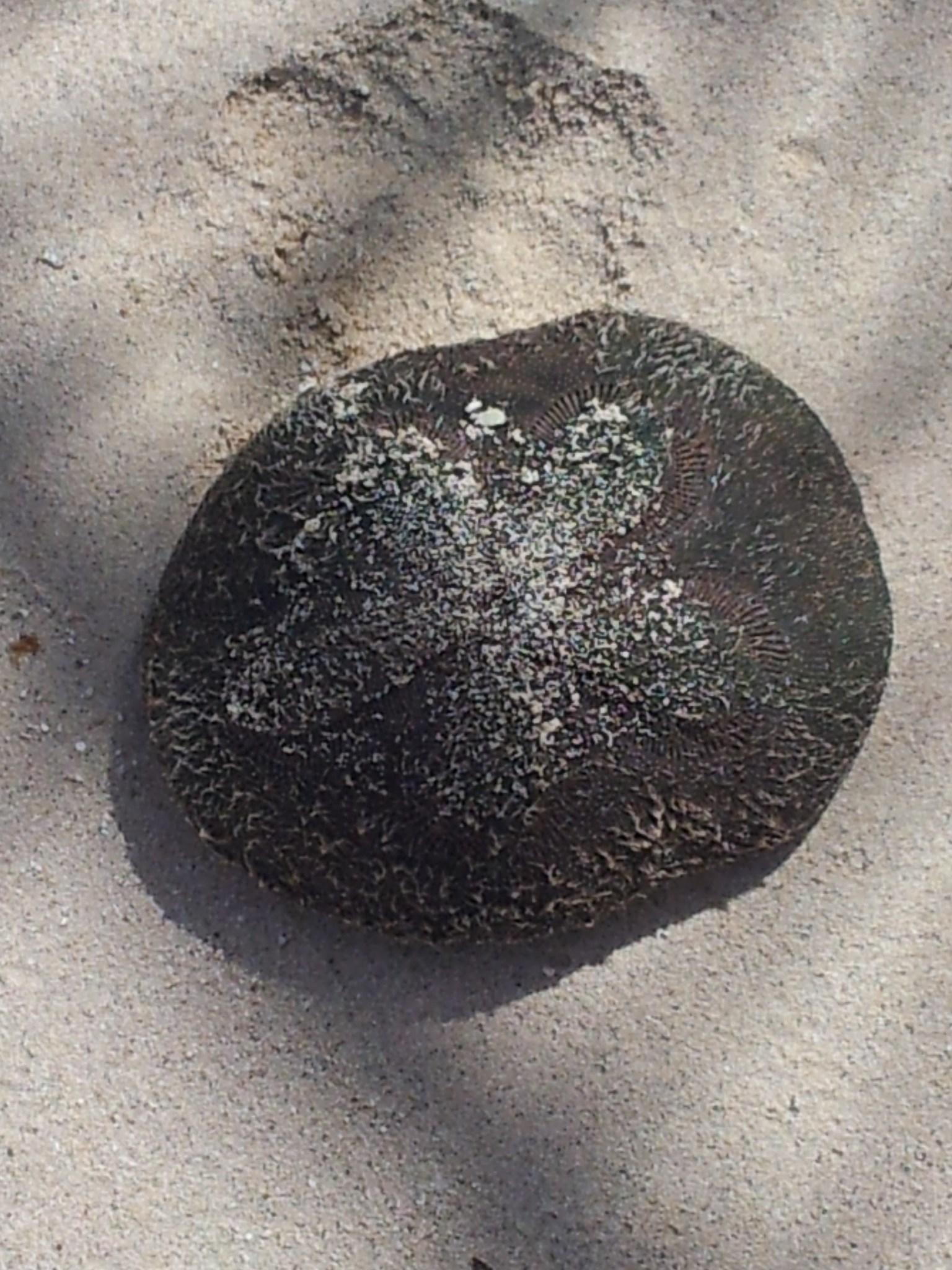 Clypeaster rosaceus (Linnaeus, 1758)