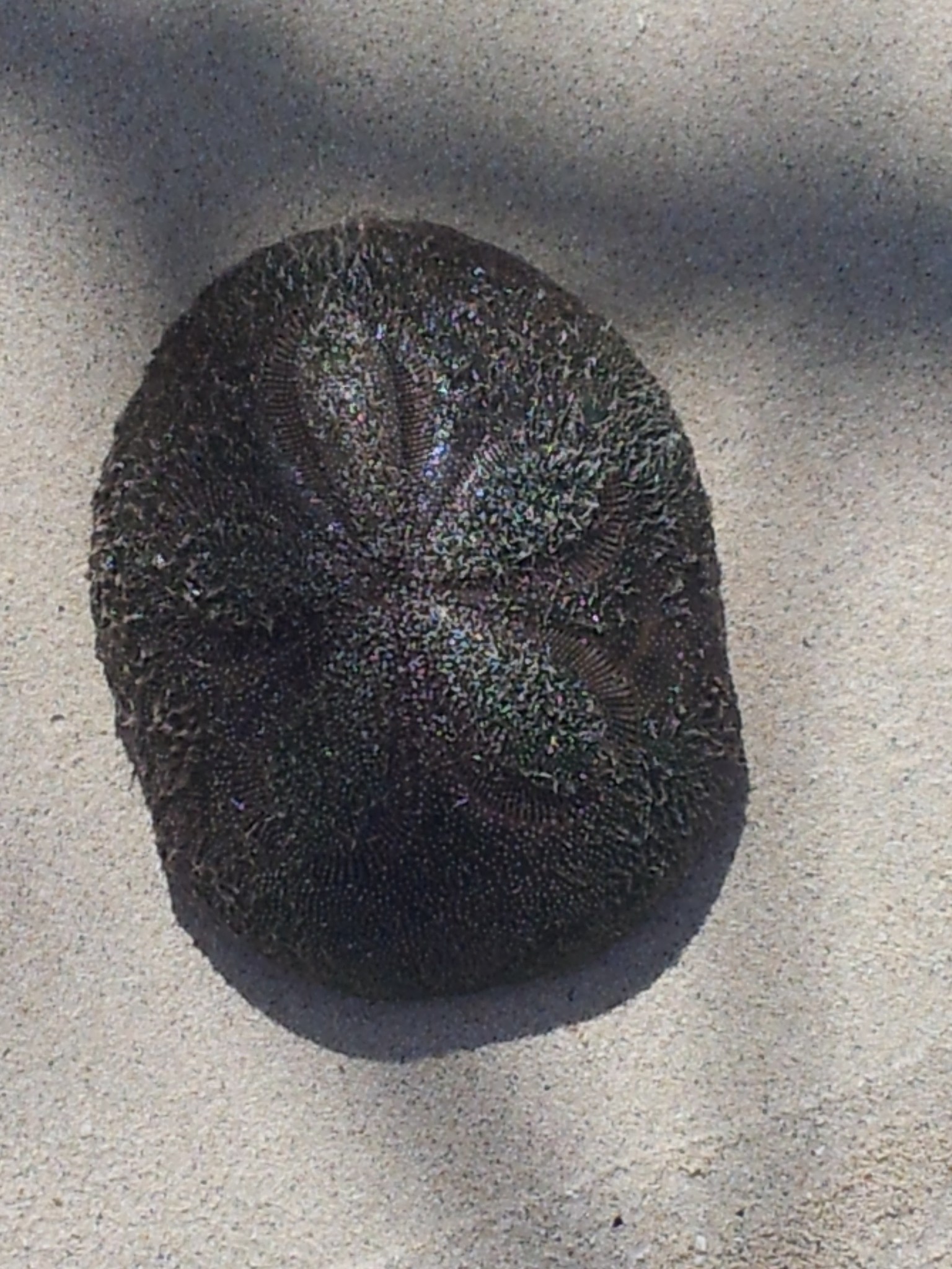 Clypeaster rosaceus (Linnaeus, 1758)